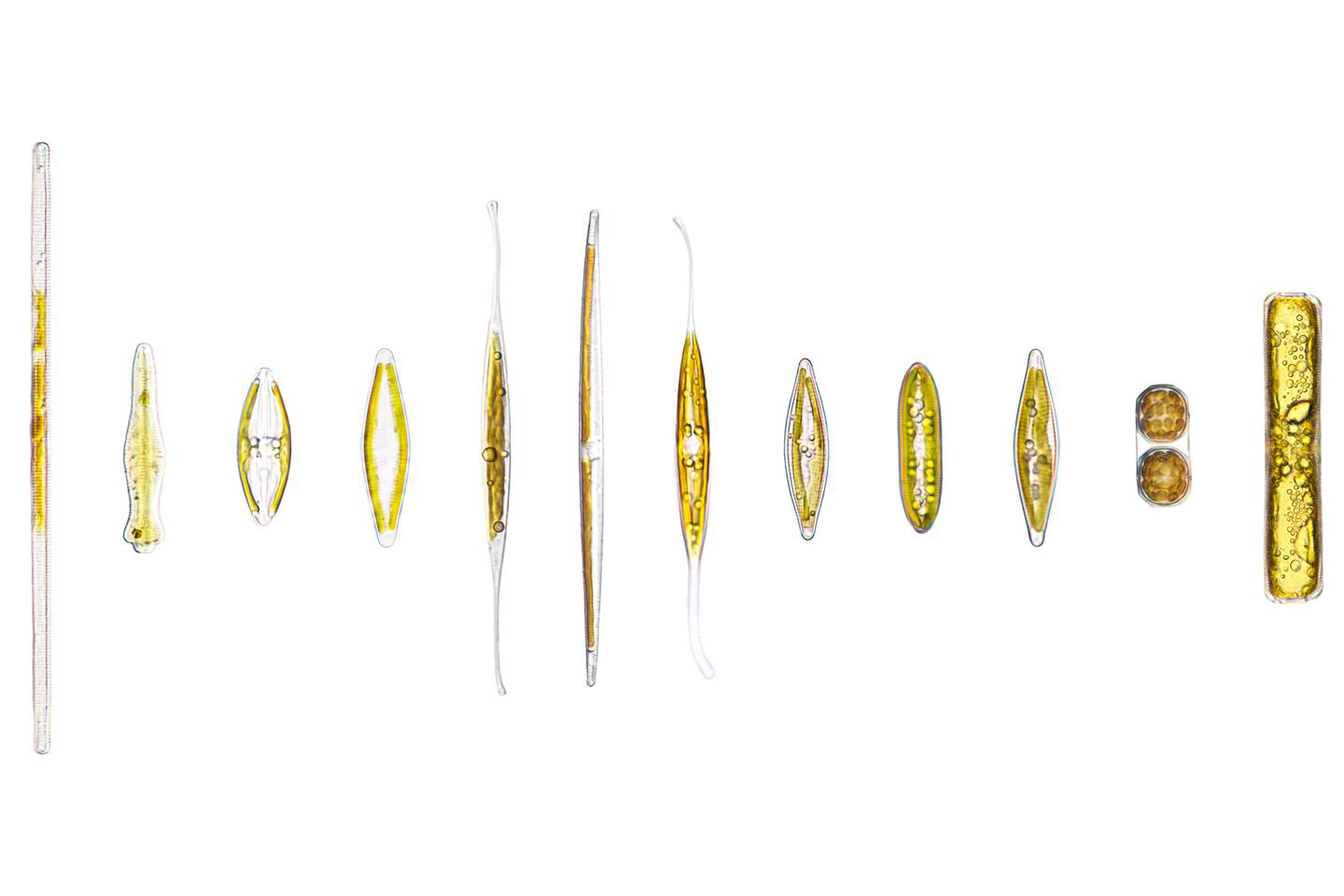 The Weird and Wonderful World of Protists – Darwin Tree of Life