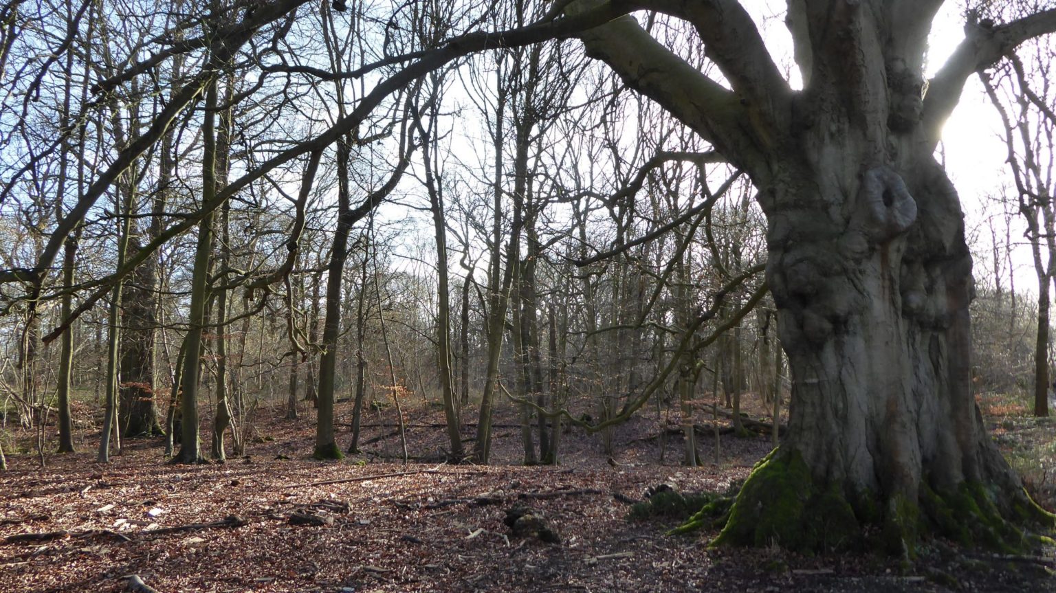 Wytham Woods: the genomics of ecology and evolution – Darwin Tree of Life