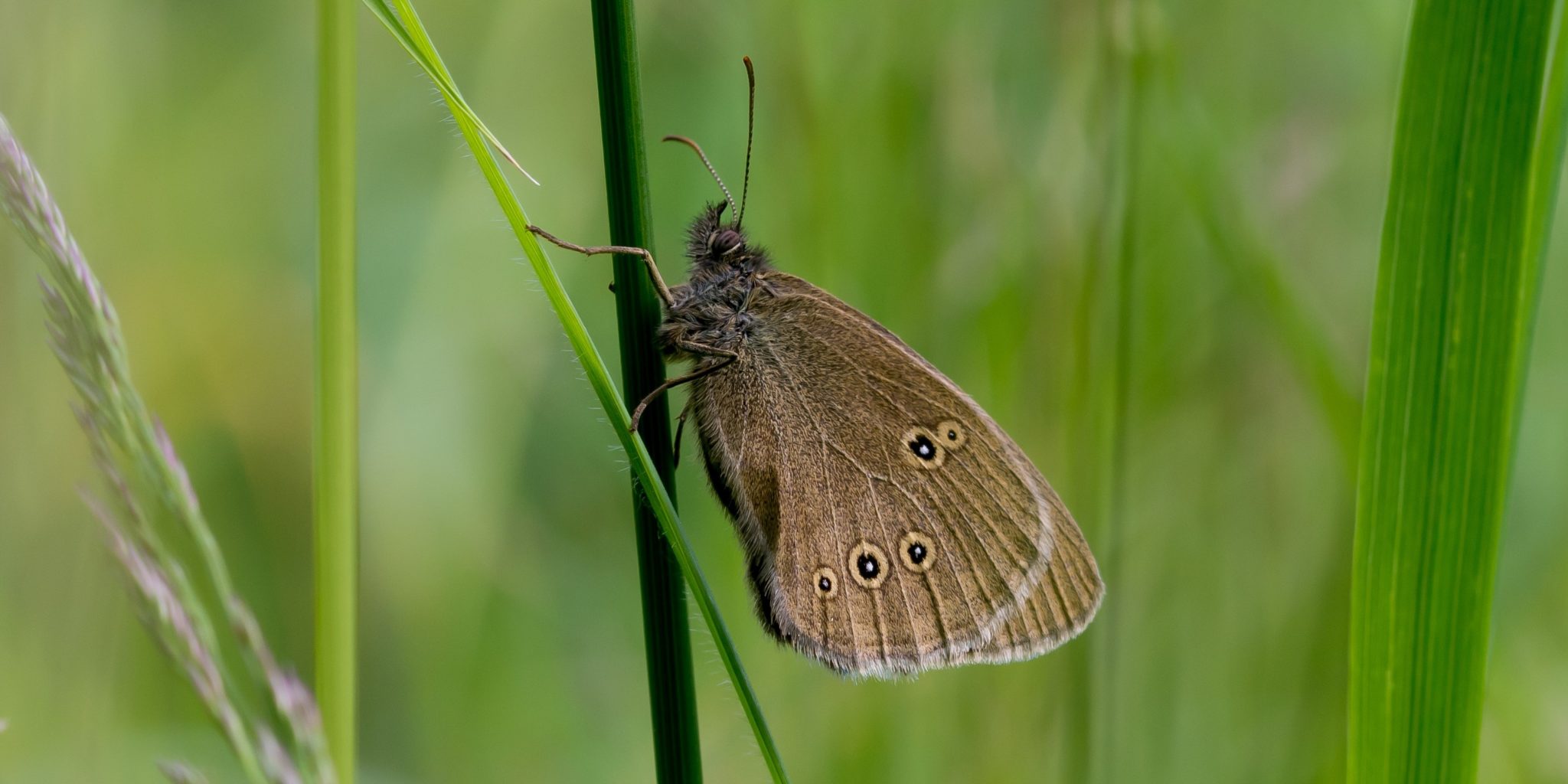 Ringlet butterfly and our project’s youngest collector – Darwin Tree of ...