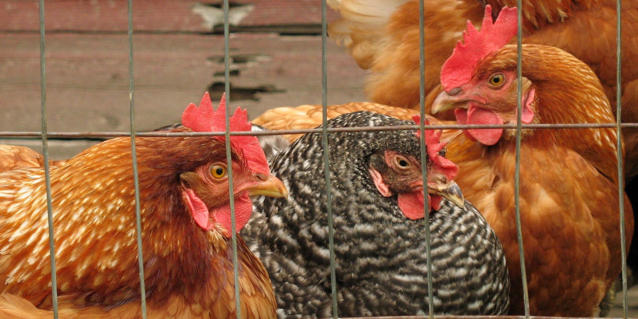 Eimeria: The chicken parasite costing farmers billions – Darwin Tree of ...
