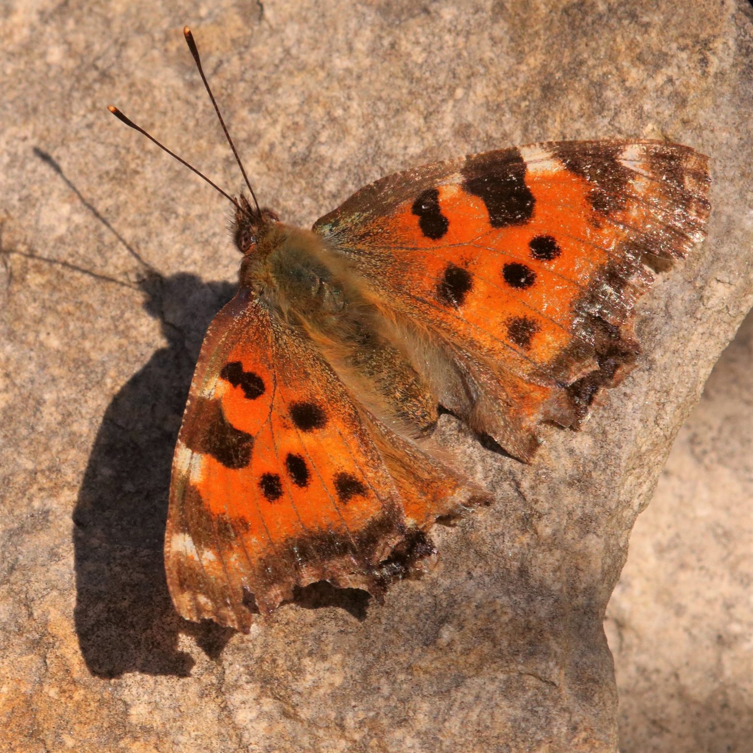 Large Tortoiseshell: The mystery of Britain’s reappearing butterfly ...