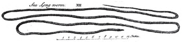 Lineus longissimus: Marine medicines from the ribbon worm – Darwin Tree ...