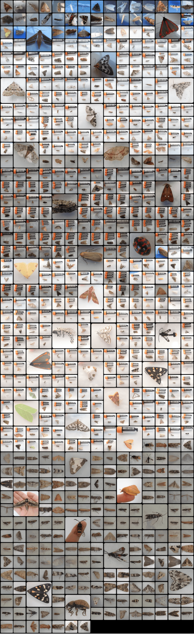 Remembering Douglas Boyes – Darwin Tree of Life