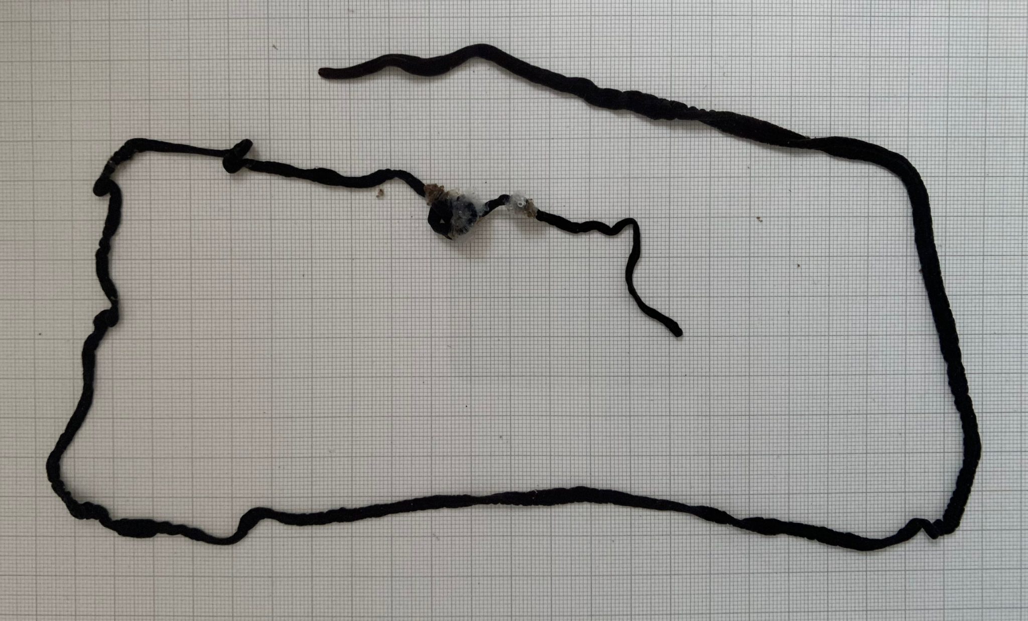 Lineus longissimus: Marine medicines from the ribbon worm – Darwin Tree ...