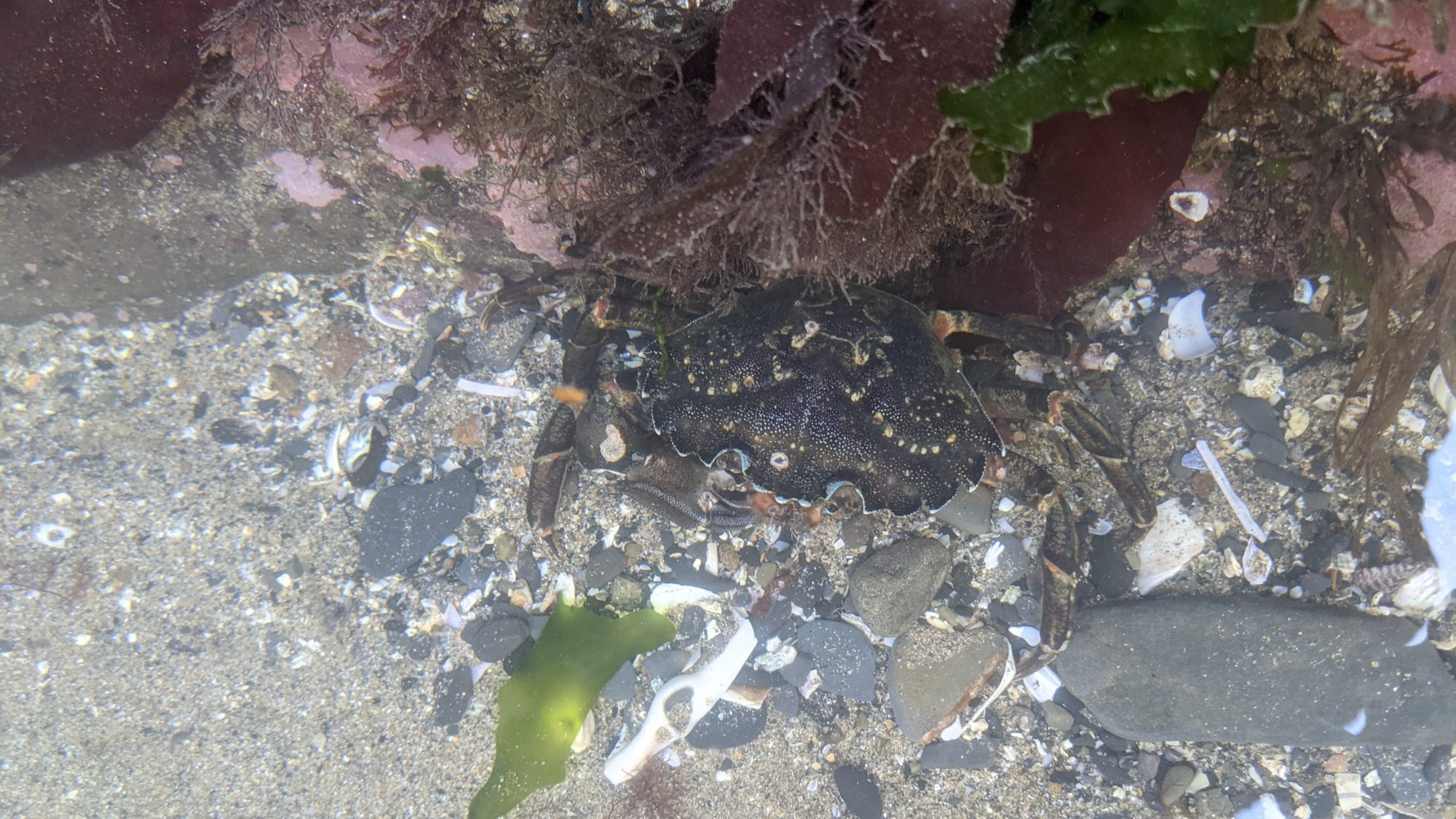 Snail hunting in the dark sea caves of Wales – Darwin Tree of Life