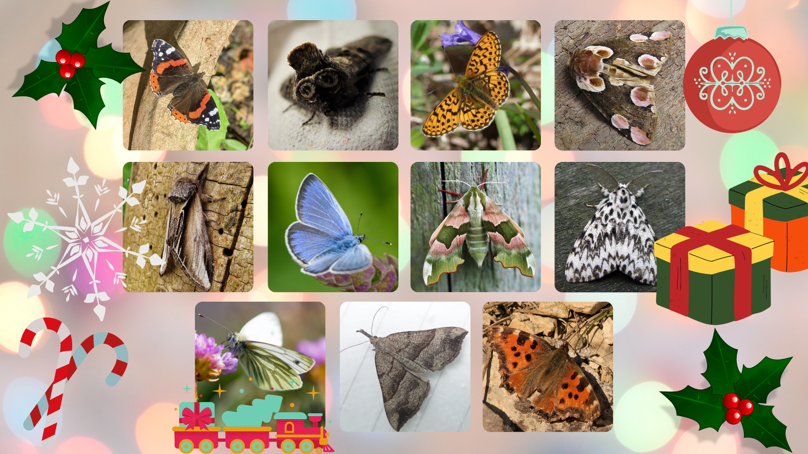 The 12 Days of Christmas at Darwin Tree of Life – Darwin Tree of Life