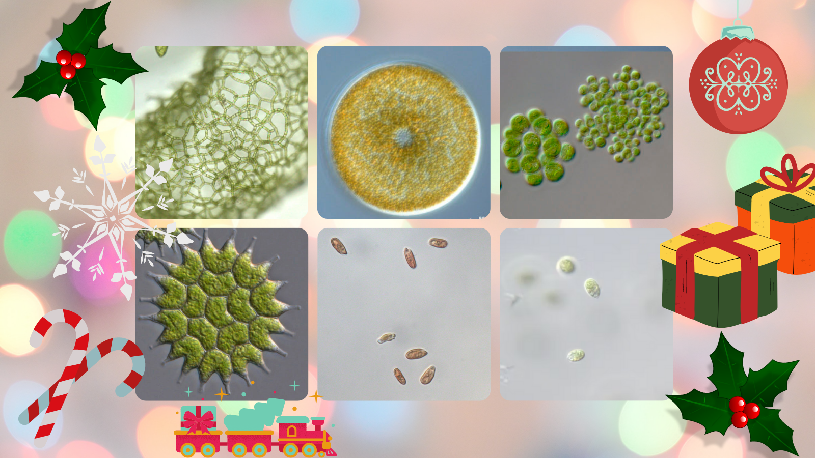 The 12 Days of Christmas at Darwin Tree of Life – Darwin Tree of Life