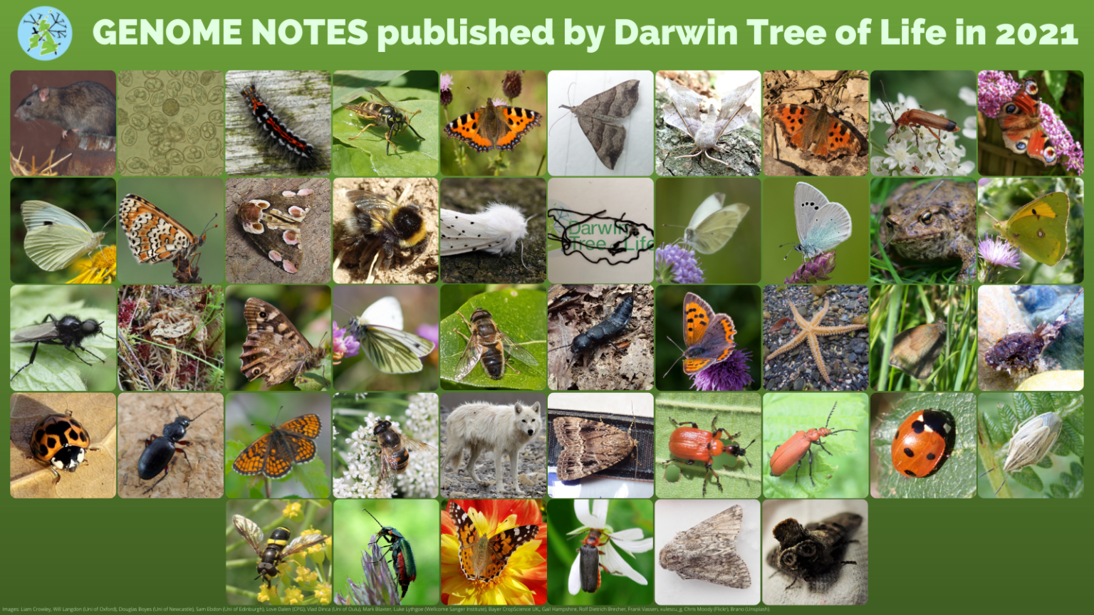 Darwin Tree of Life in 2021: Tireless fieldwork and the first beautiful ...