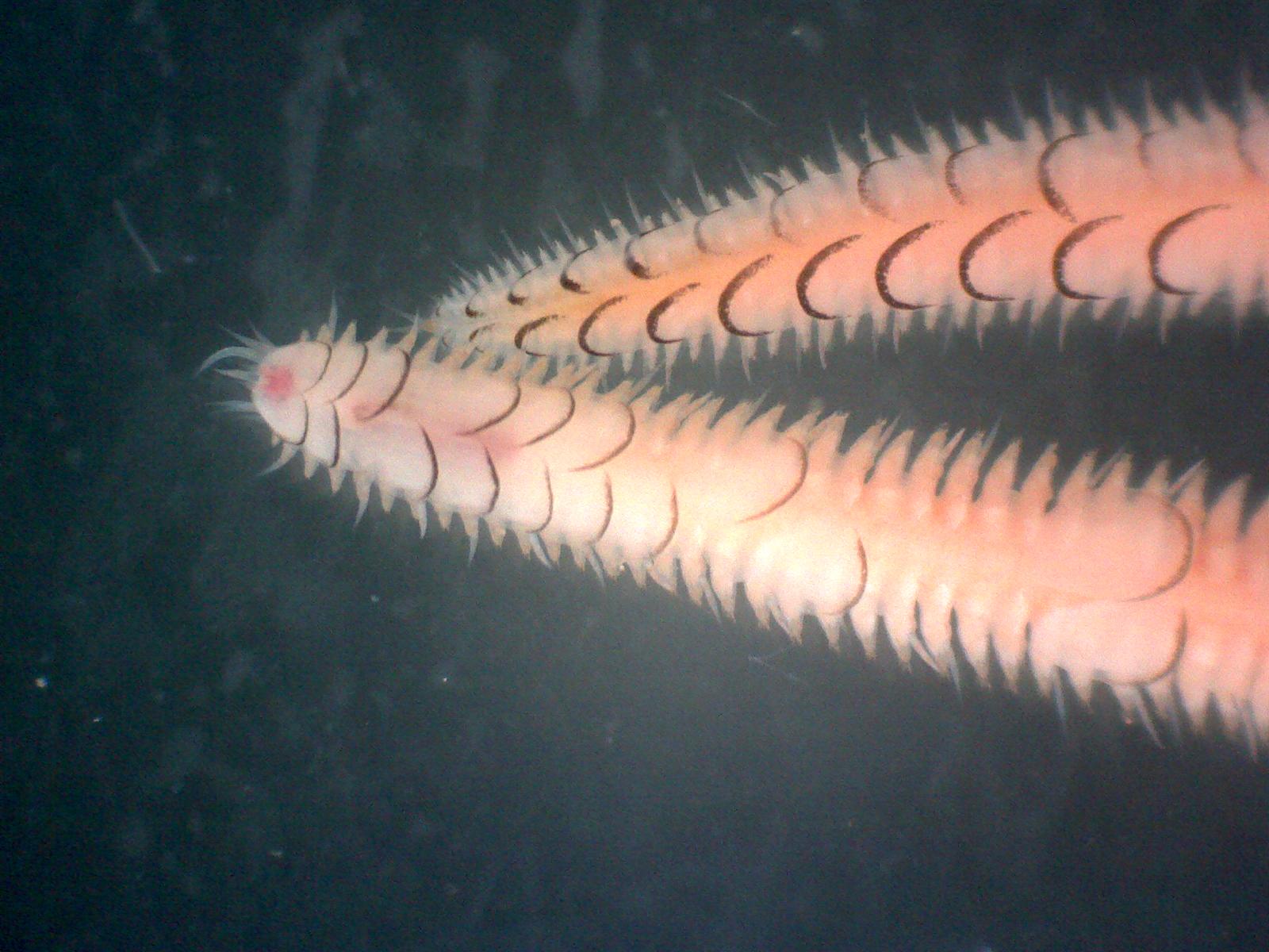 Majestic marine worms under the microscope – Darwin Tree of Life