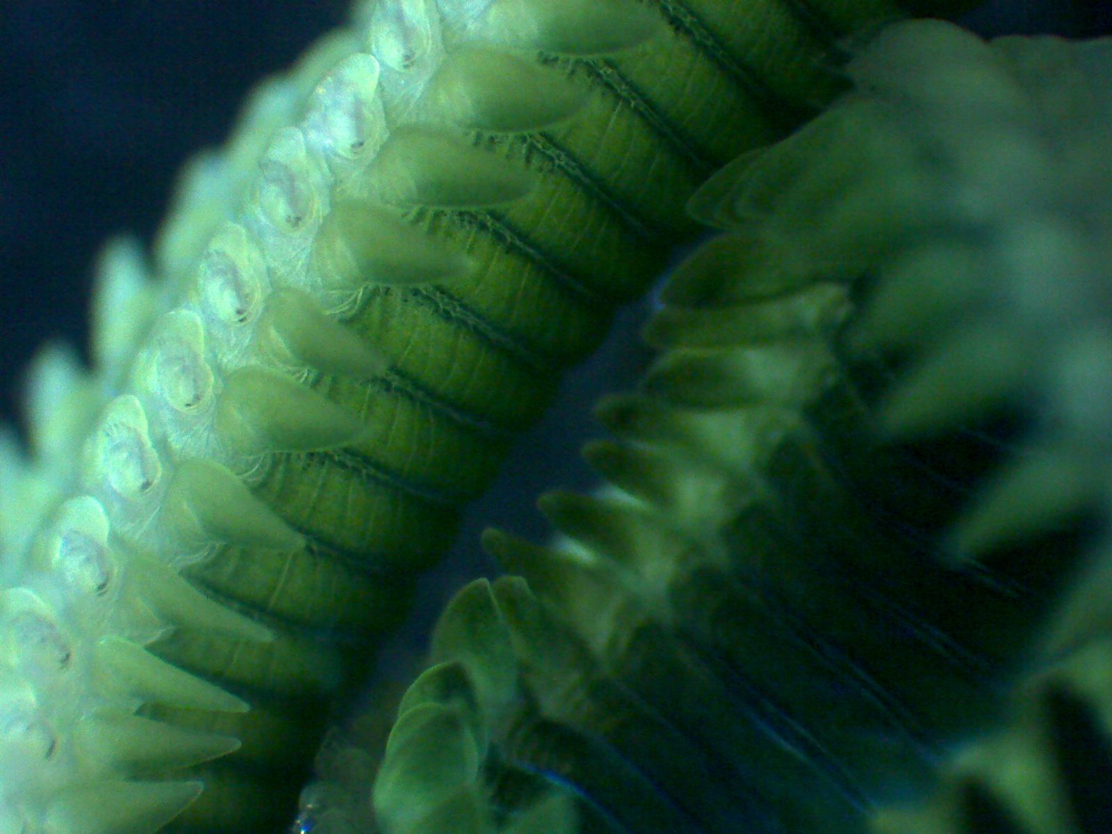 Majestic marine worms under the microscope – Darwin Tree of Life