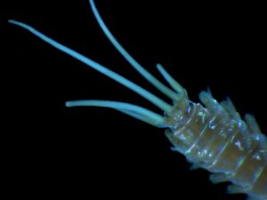Majestic marine worms under the microscope – Darwin Tree of Life