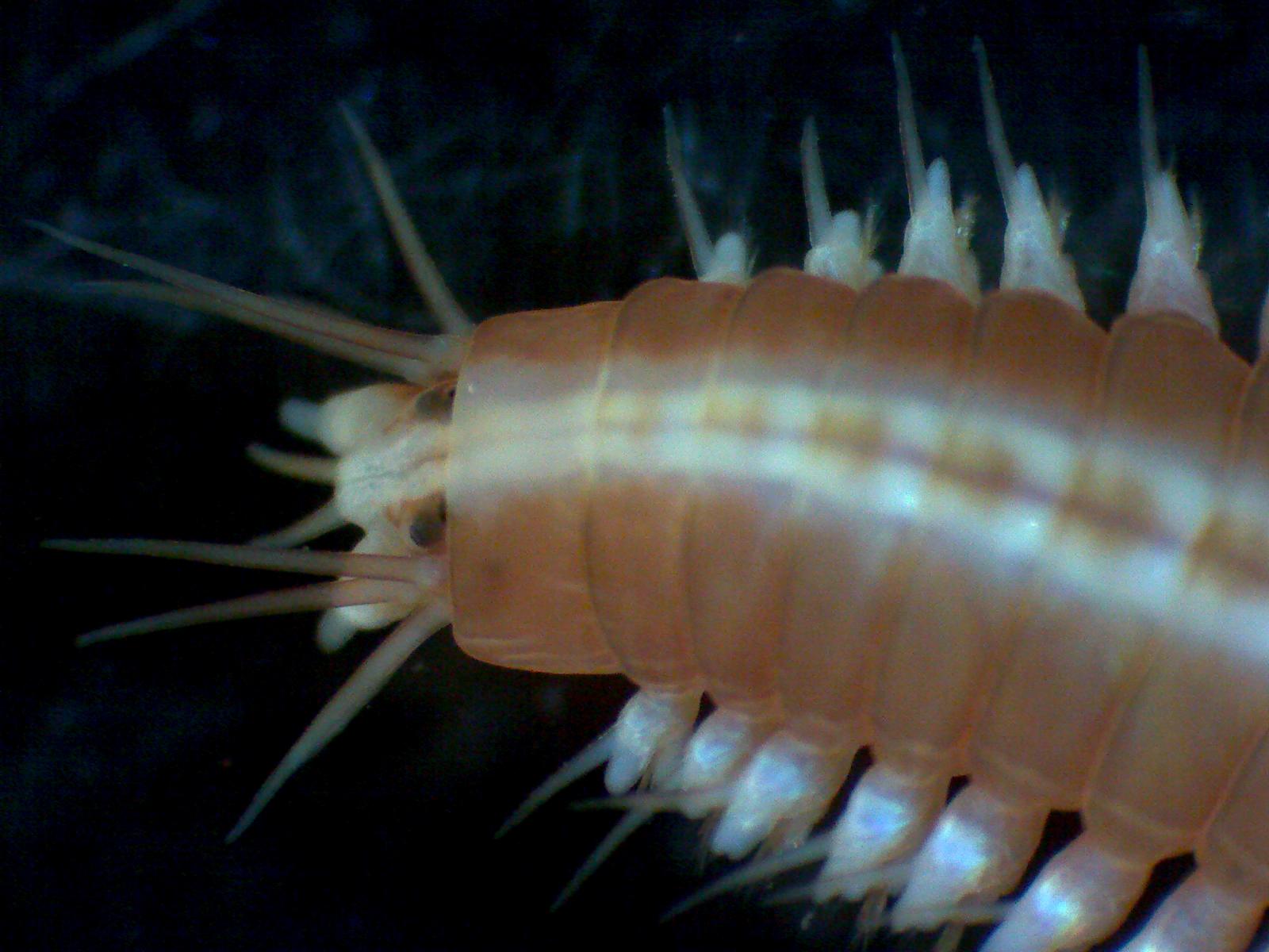 Majestic marine worms under the microscope – Darwin Tree of Life