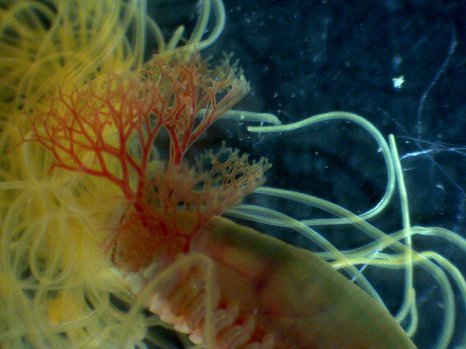 Majestic marine worms under the microscope – Darwin Tree of Life