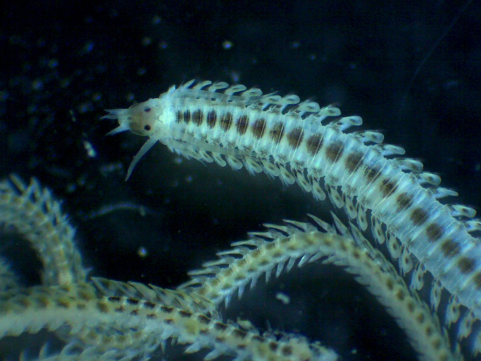 Majestic marine worms under the microscope – Darwin Tree of Life