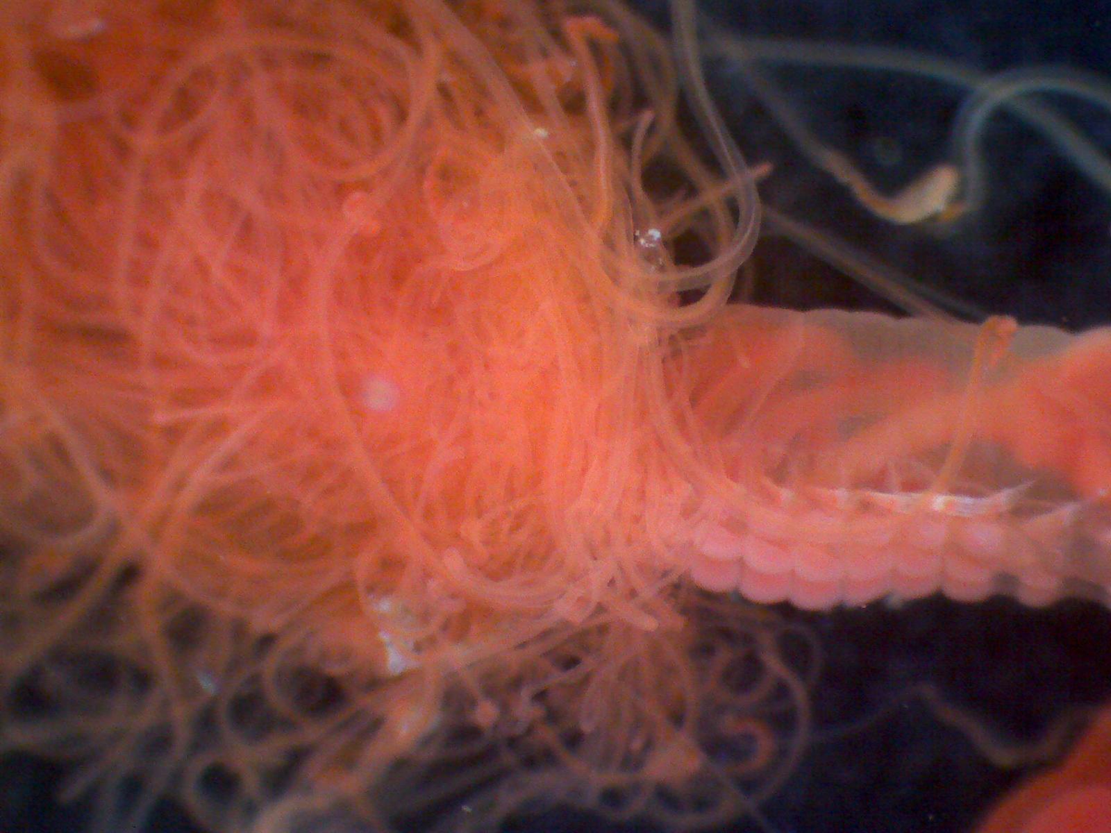 Majestic marine worms under the microscope – Darwin Tree of Life