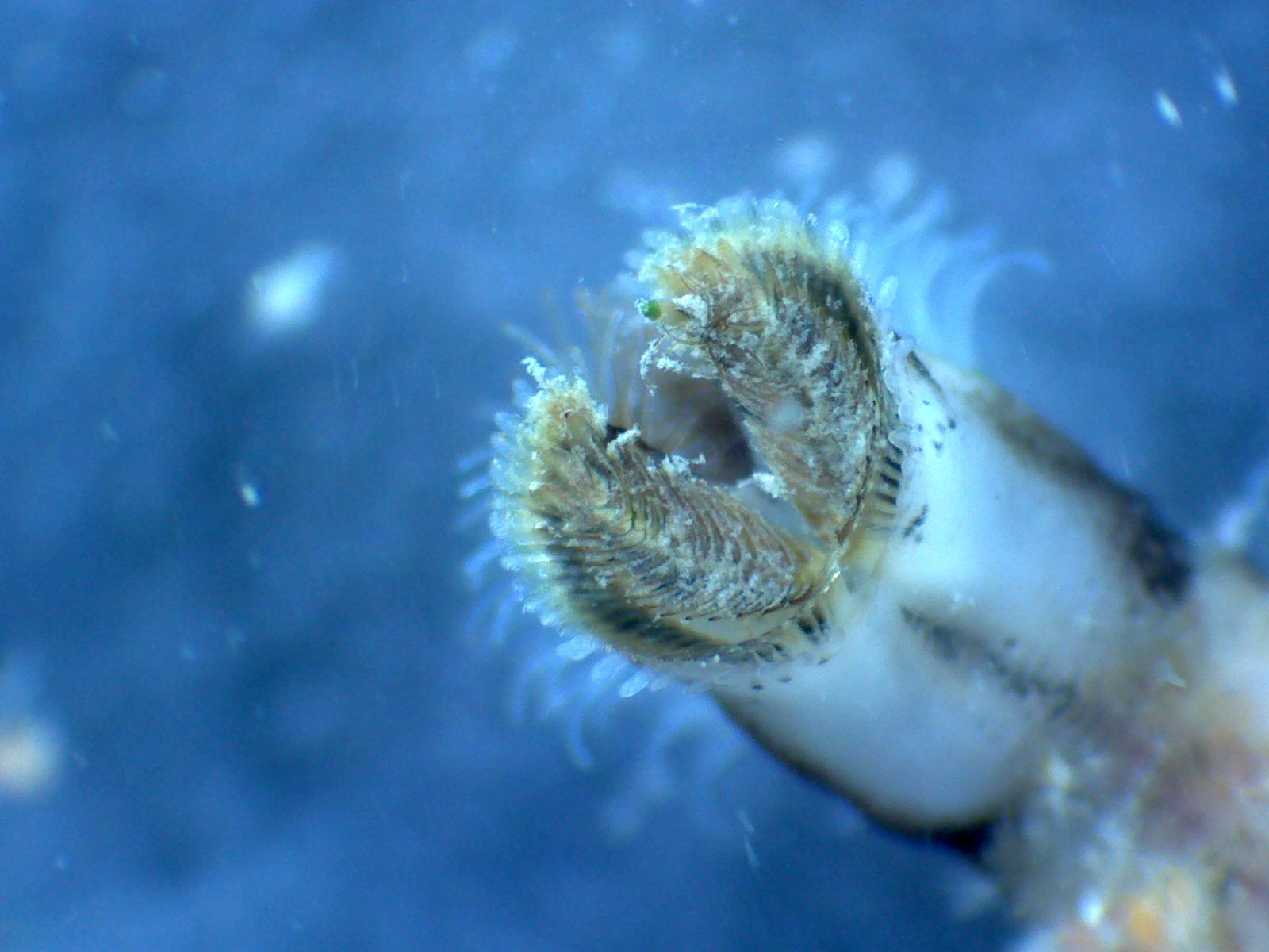 Majestic marine worms under the microscope – Darwin Tree of Life