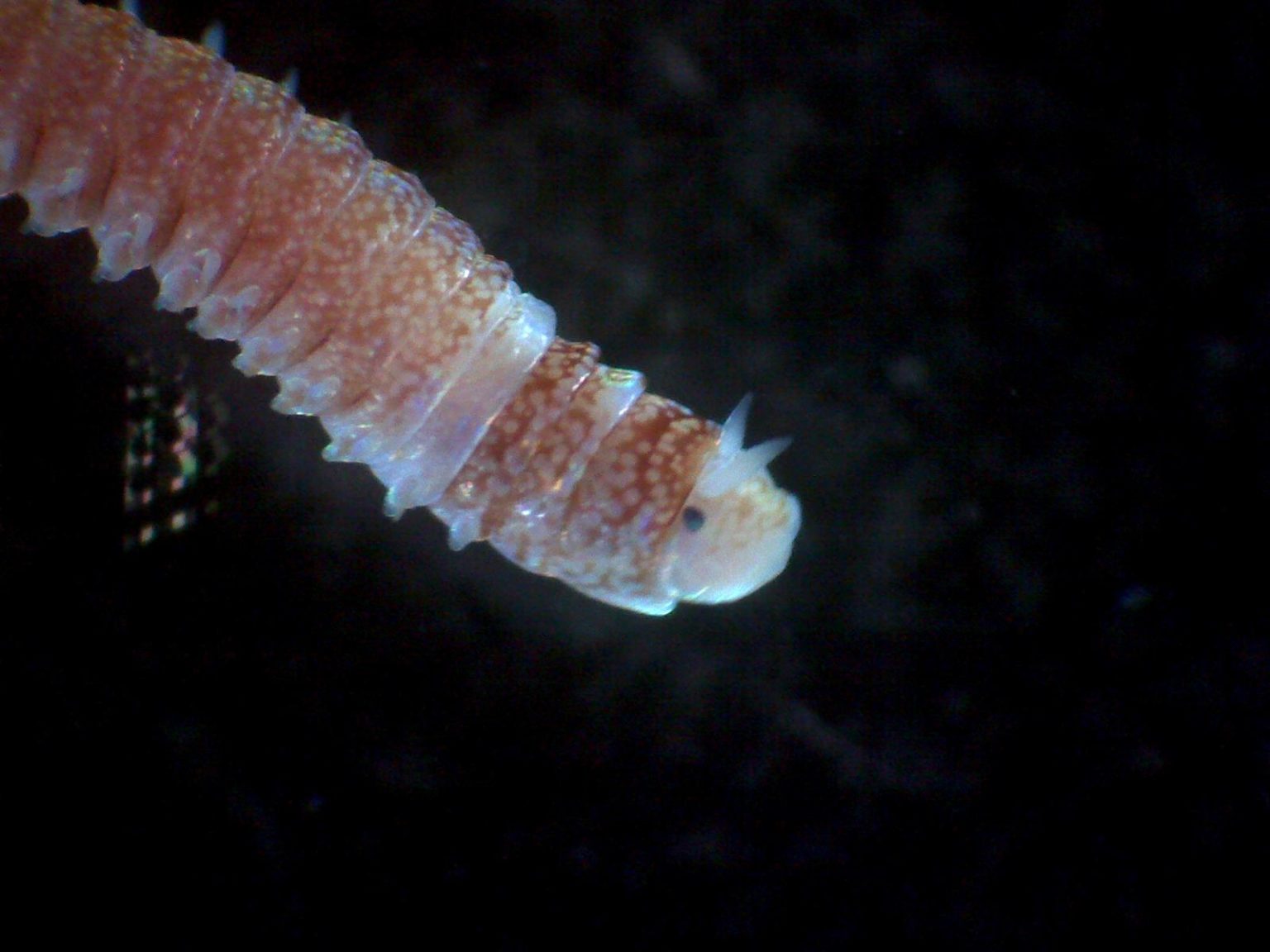 Majestic marine worms under the microscope – Darwin Tree of Life
