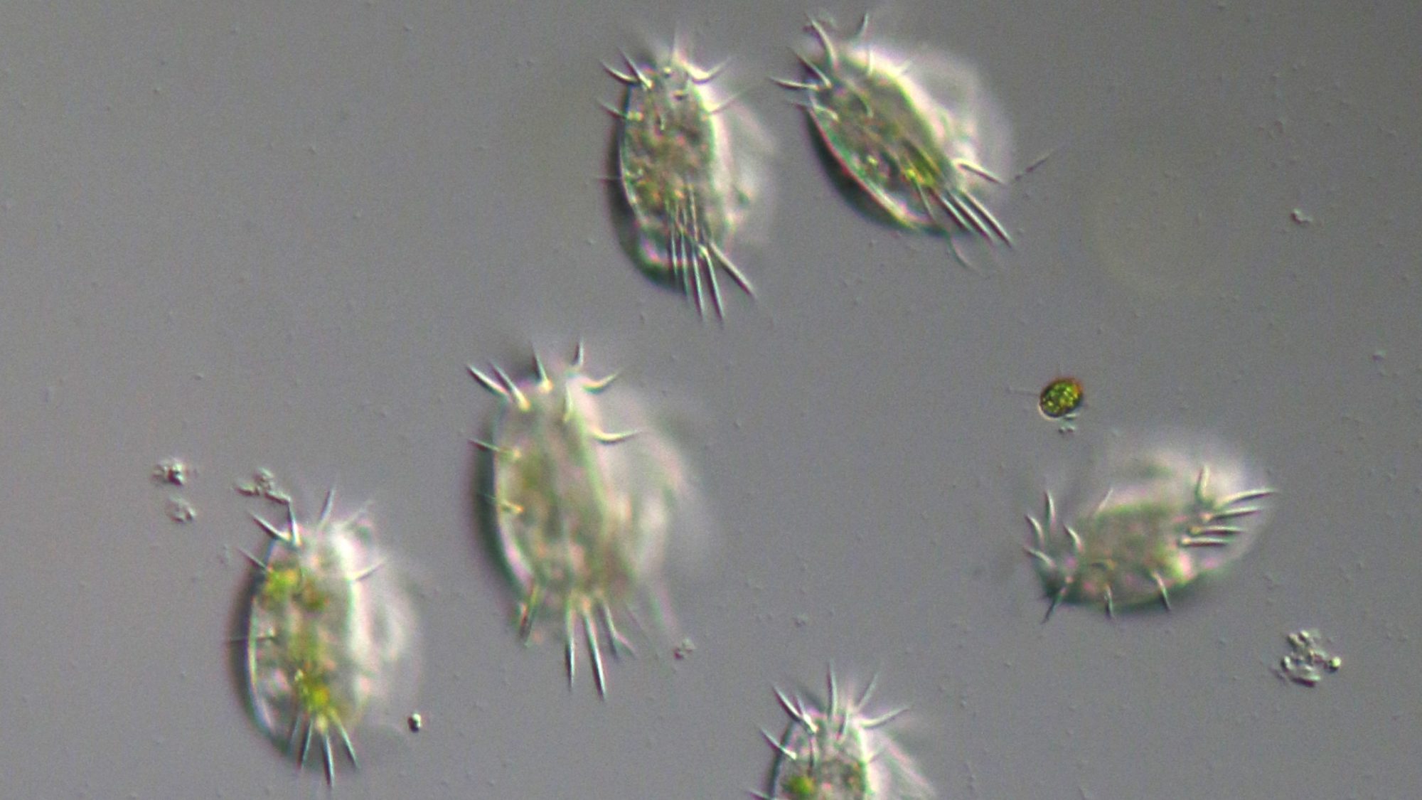 How bioinformatics can crack the complex case of protist biodiversity ...