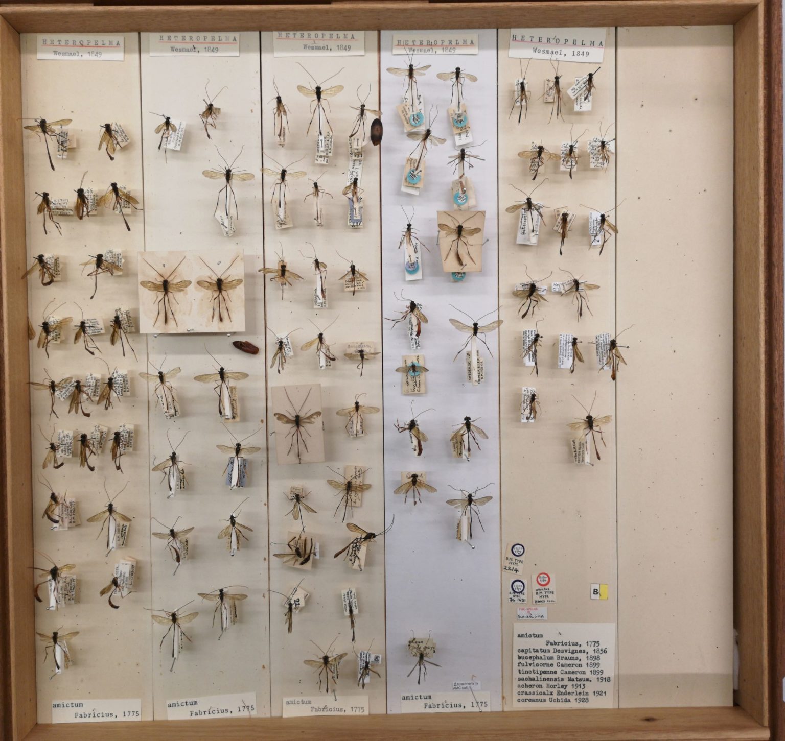 Parasitoid wasps: Indispensable insects you never think about… or never ...