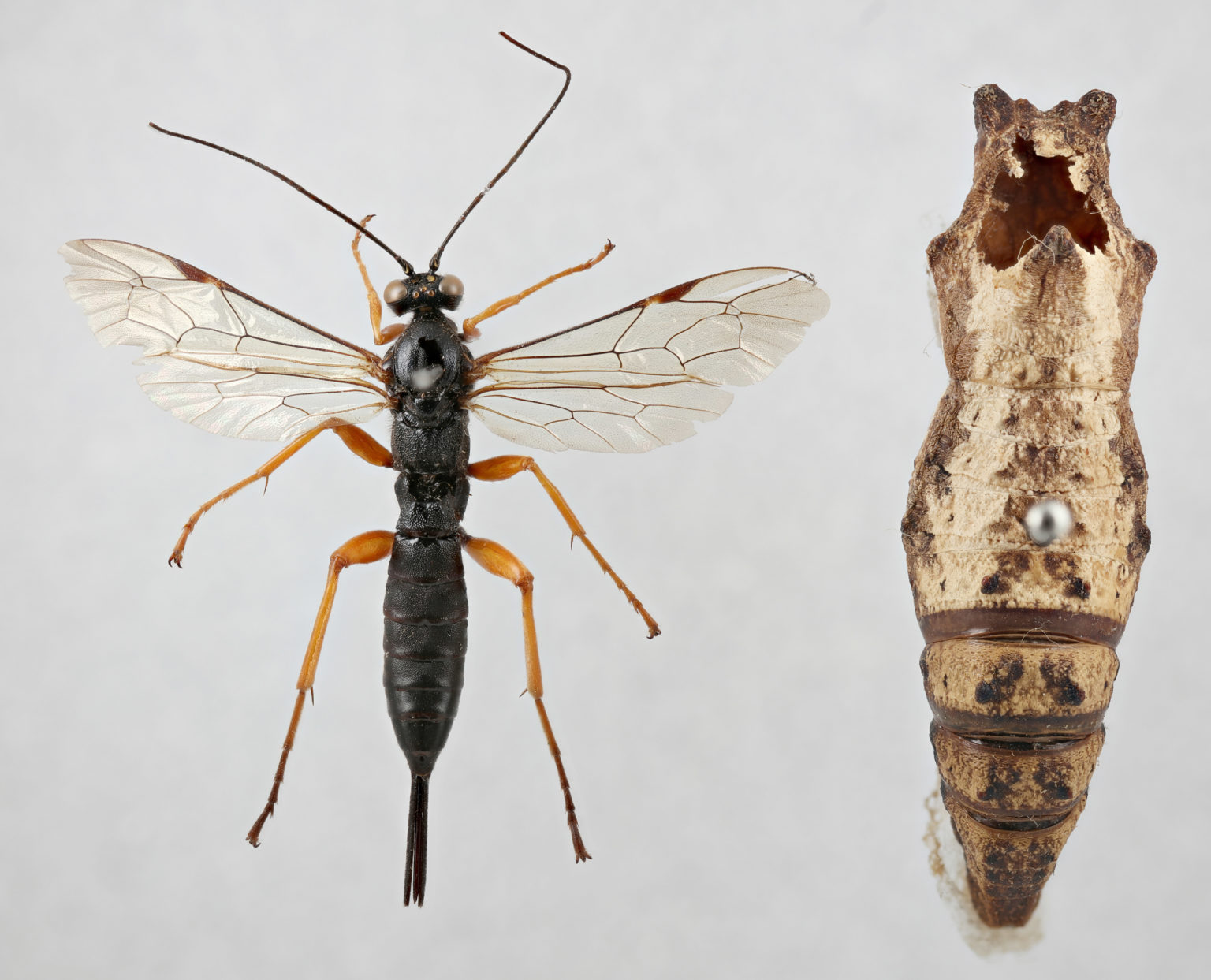 Parasitoid wasps: Indispensable insects you never think about… or never ...