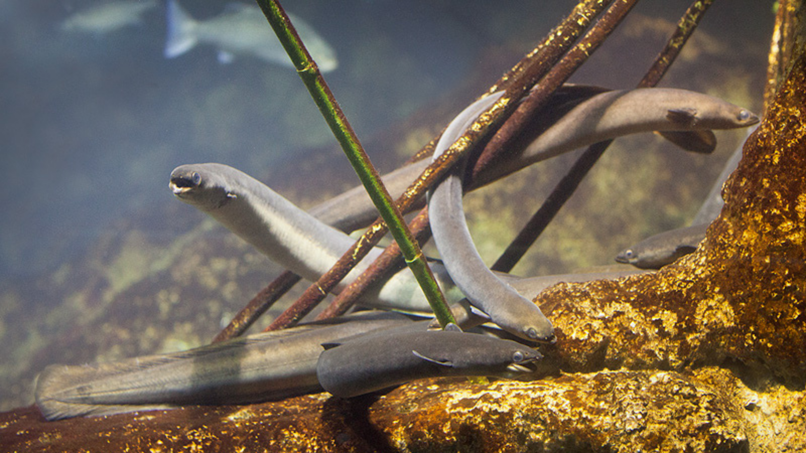 Understanding our fish, keeping our seas sustainable – Darwin Tree of Life