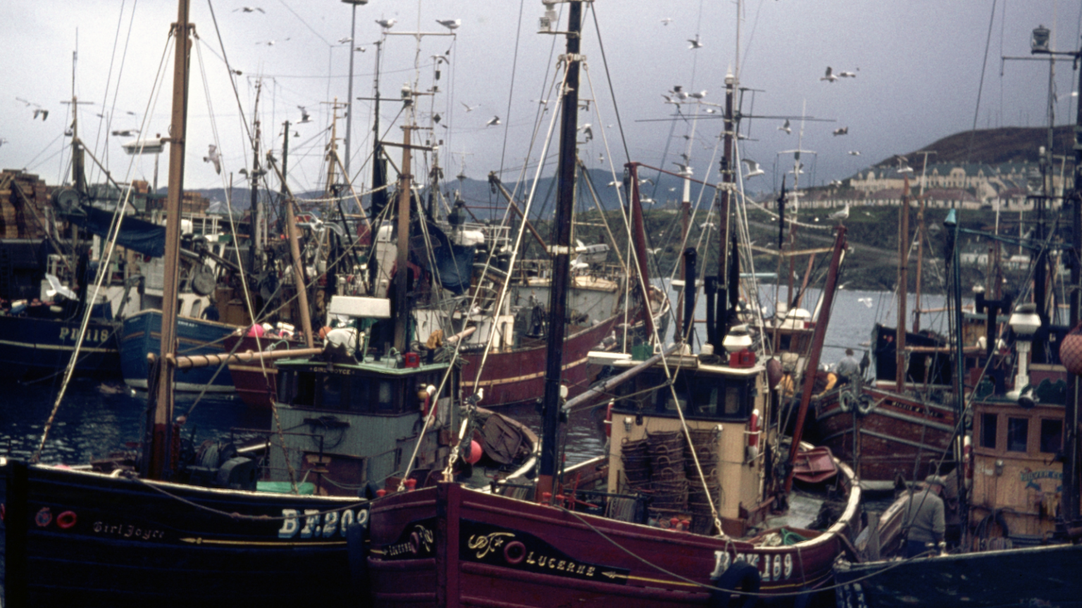 Understanding our fish, keeping our seas sustainable – Darwin Tree of Life