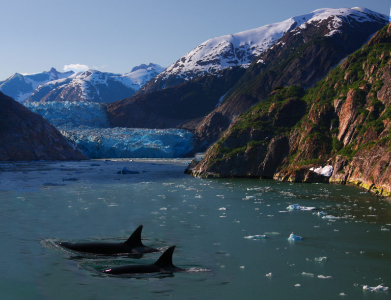 Orcinus orca: How a tragic stranding helped us dive into the killer ...
