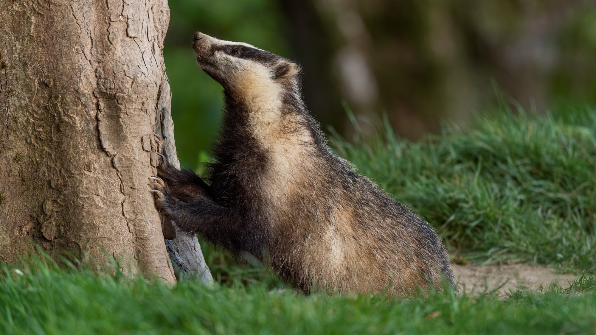 Badger genome will help study bovine TB, climate change and evolution ...