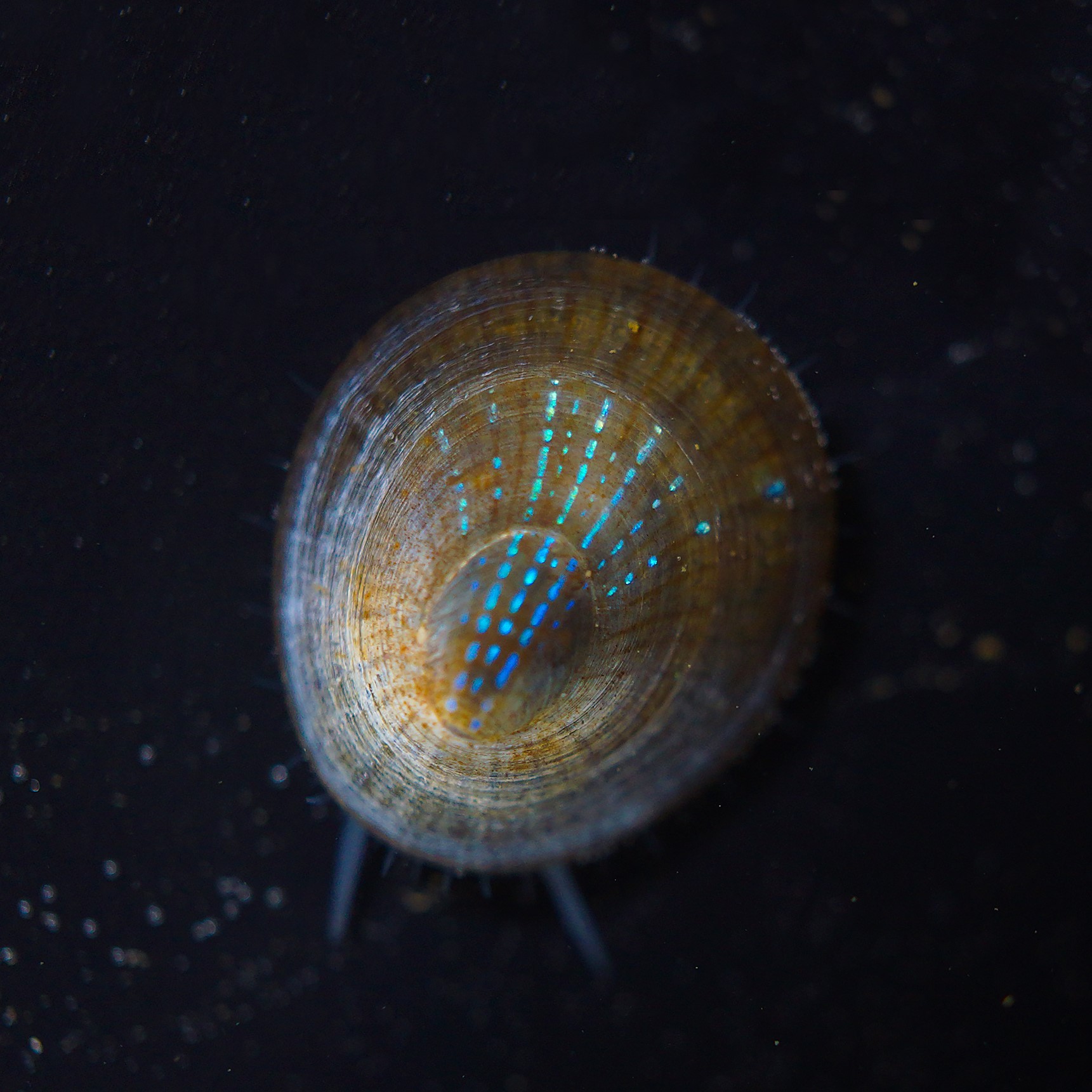 Darwin Tree of Life – Reading the genomes of all life: a new platform ...