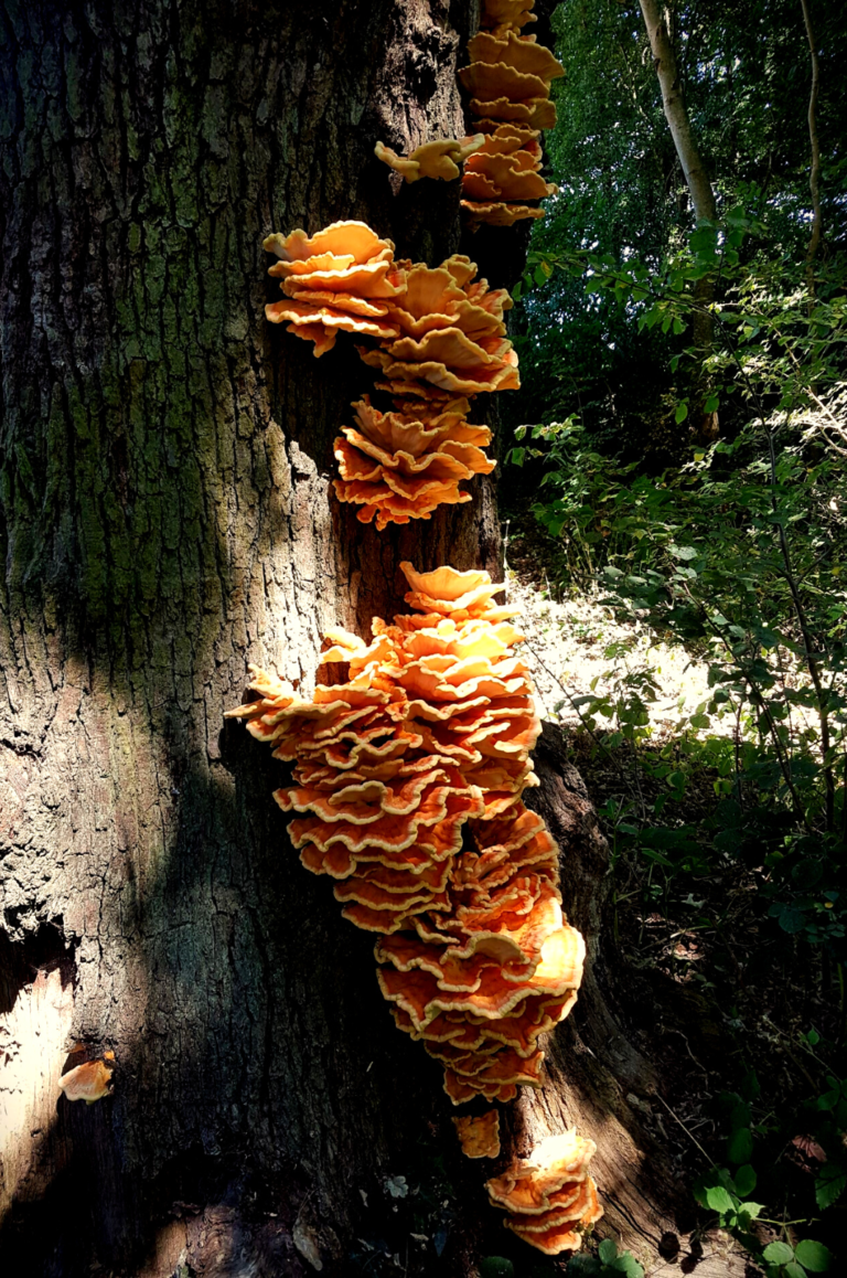 Darwin Tree of Life – Reading the genomes of all life: a new platform ...