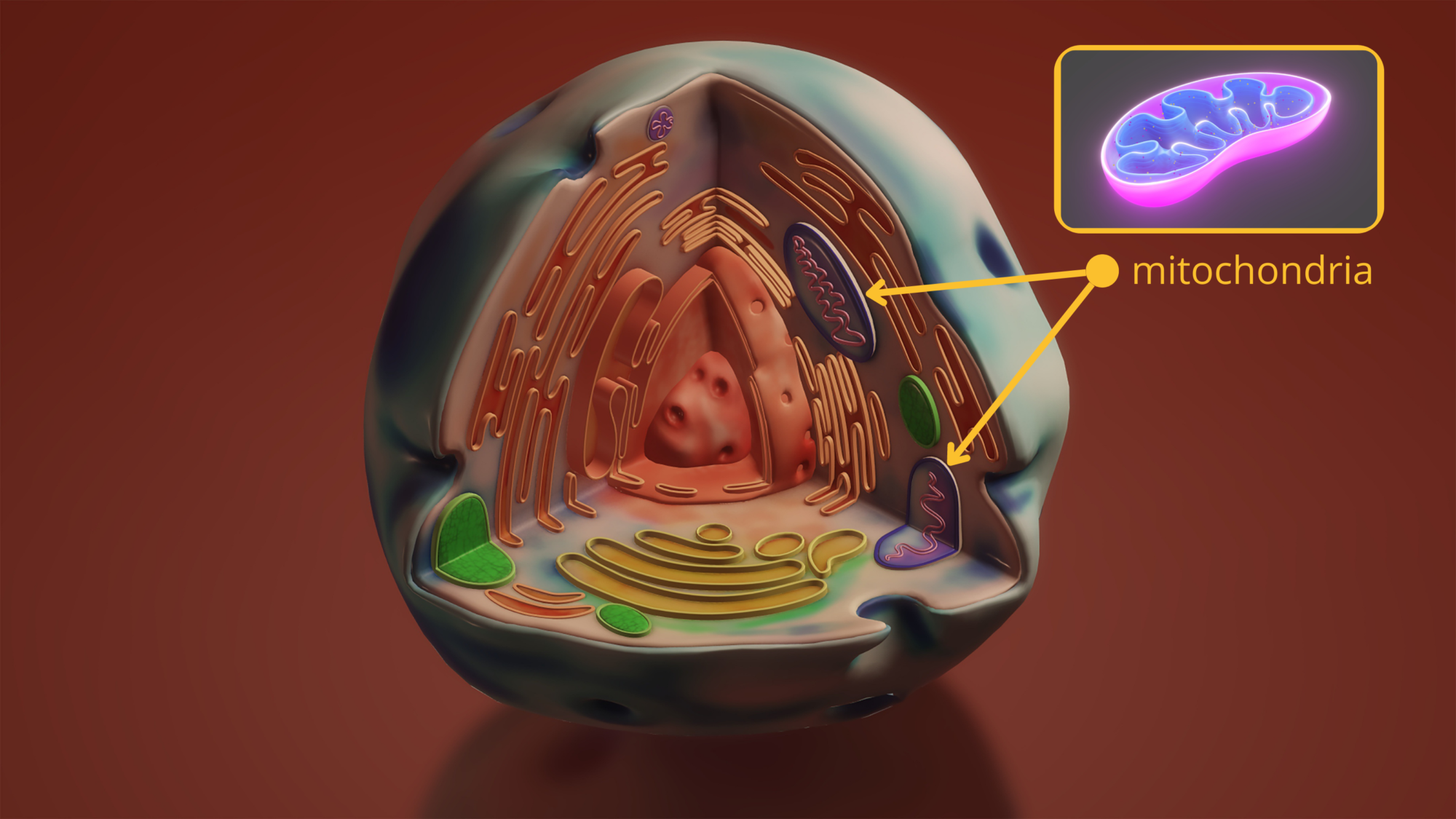 Plant genomics puzzles: many mitochondrial genomes – Darwin Tree of Life