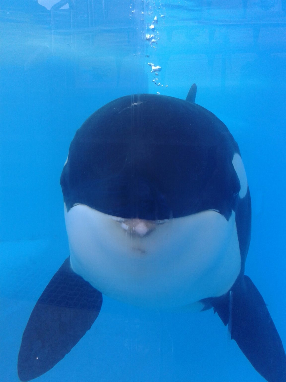 Orcinus orca: How a tragic stranding helped us dive into the killer ...