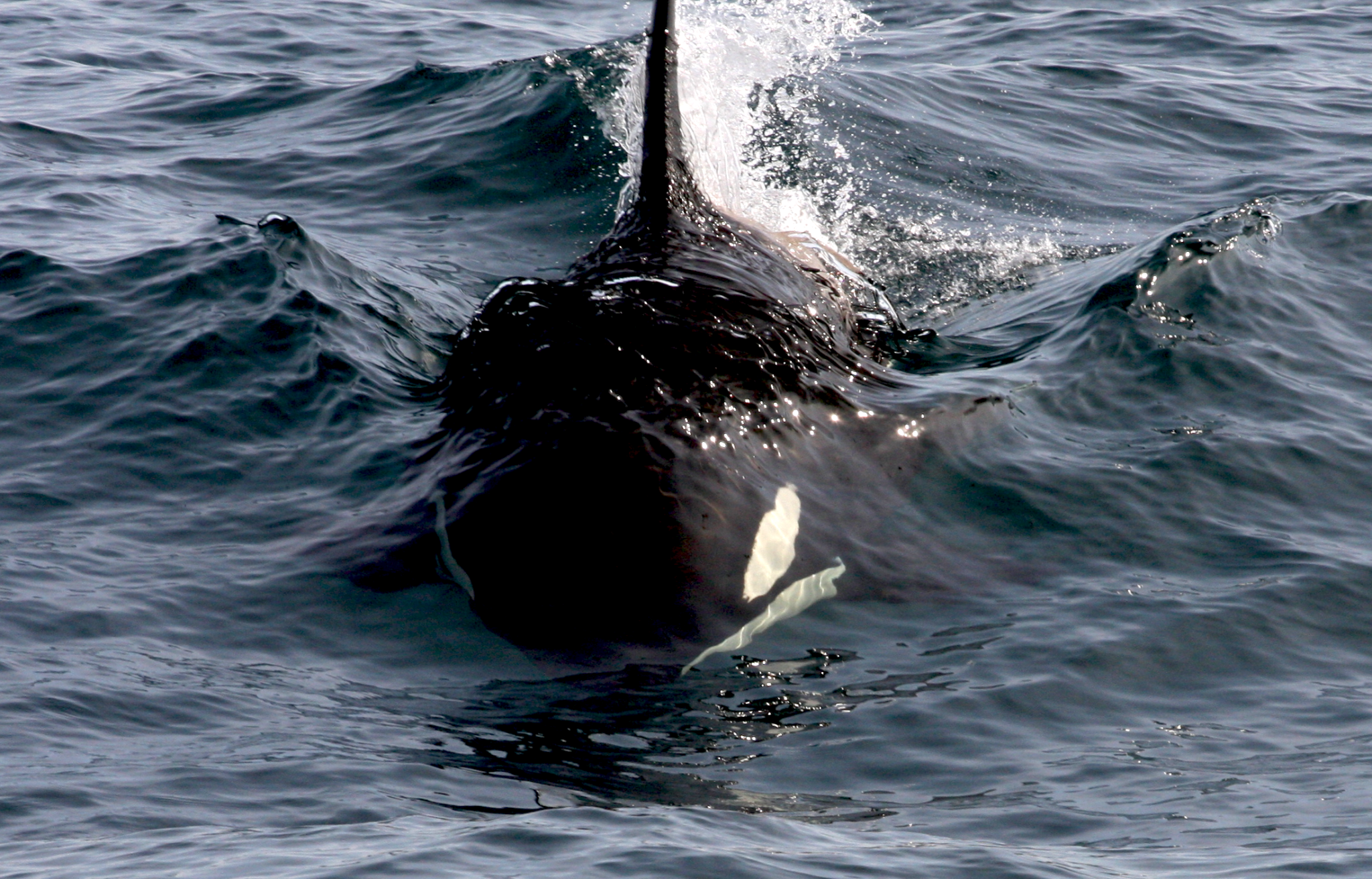 Orcinus orca: How a tragic stranding helped us dive into the killer ...