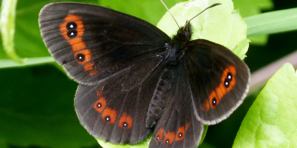 Borders Forest Trust: Butterflies, bryophytes and barcoding on the ...