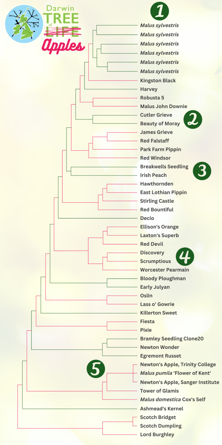 Comparing apples with apples: Our first plant genomes – Darwin Tree of Life