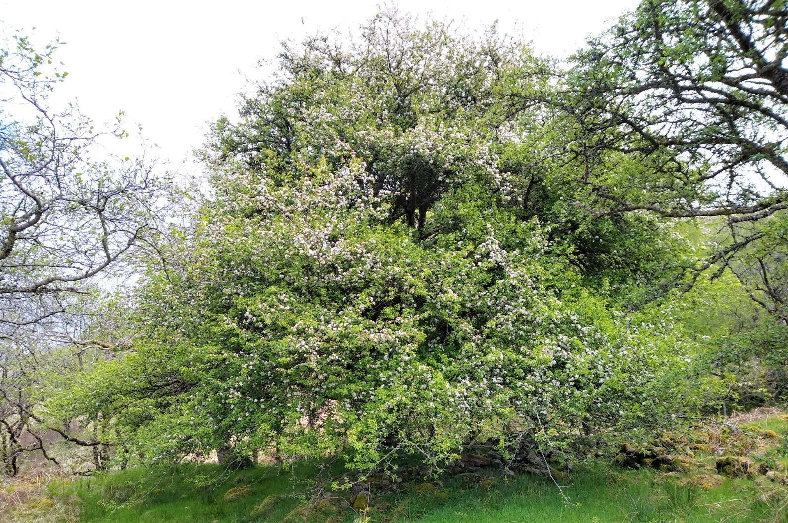 Comparing apples with apples: Our first plant genomes – Darwin Tree of Life