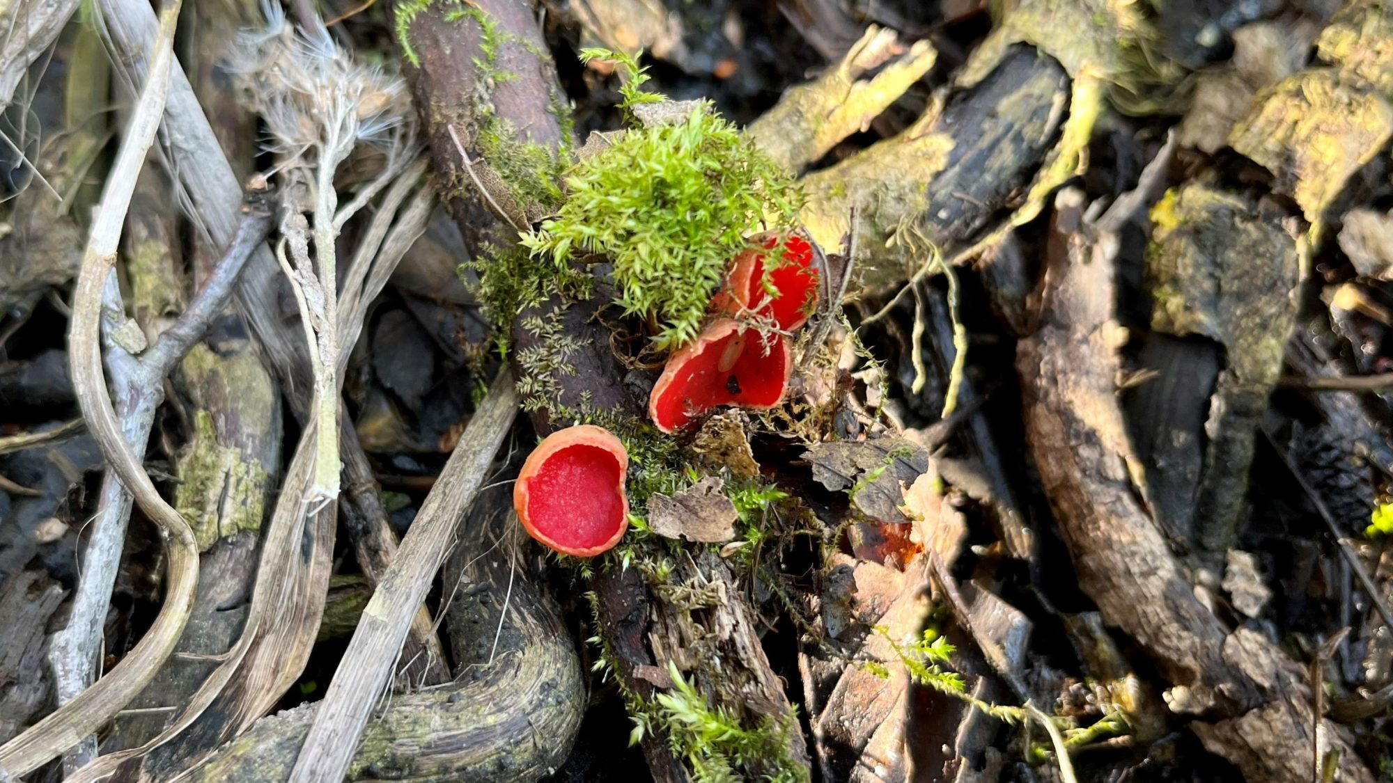 Fungal forays into Wheatfen – Darwin Tree of Life