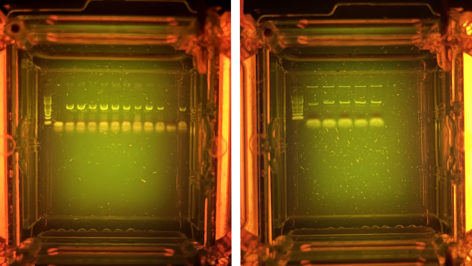 Herts DNA Barcoding Hub – Darwin Tree of Life