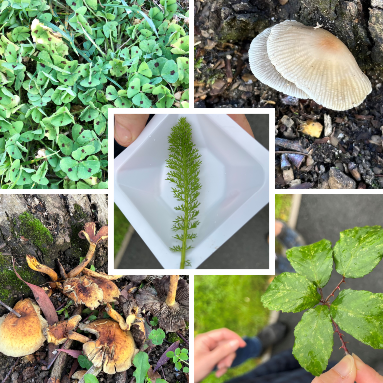 Herts DNA Barcoding Hub – Darwin Tree of Life