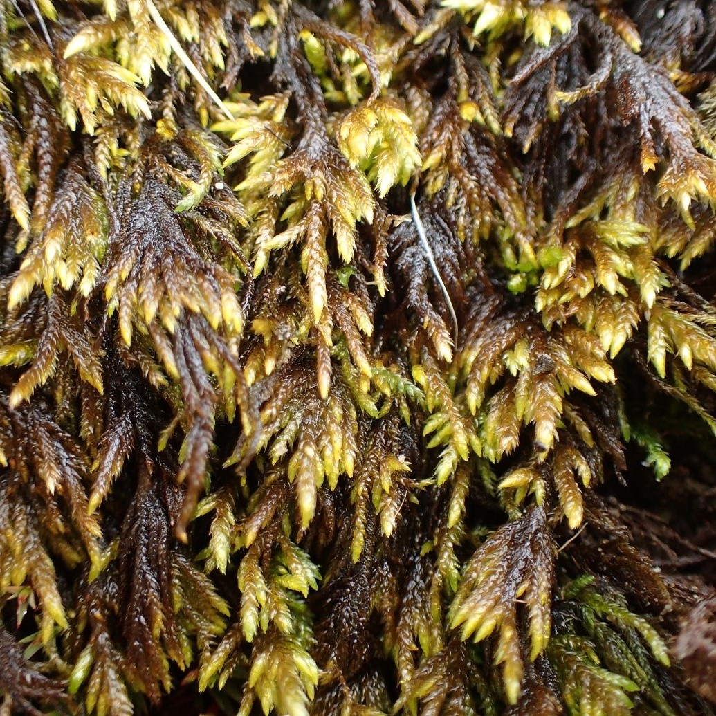 Borders Forest Trust: Butterflies, bryophytes and barcoding on the ...