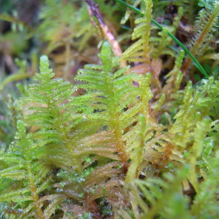 Borders Forest Trust: Butterflies, bryophytes and barcoding on the ...